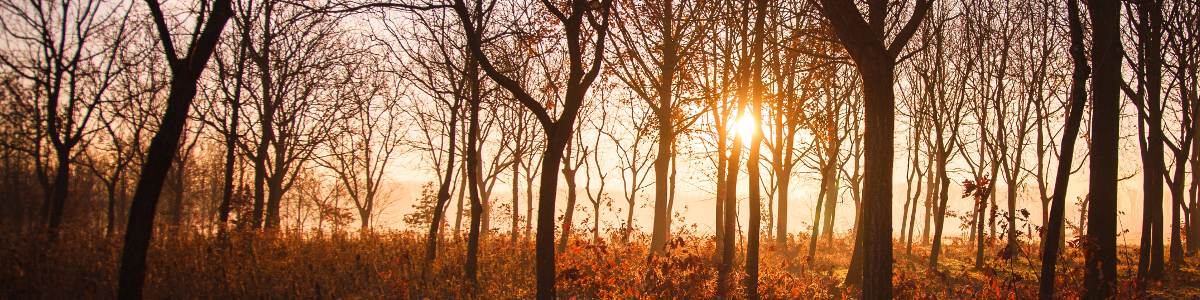 FAQ - Signum University